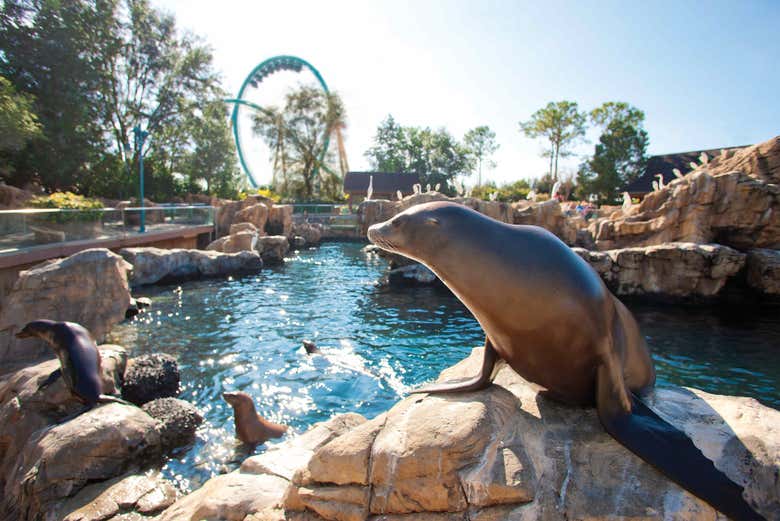SeaWorld Orlando Ticket - introducing Miami